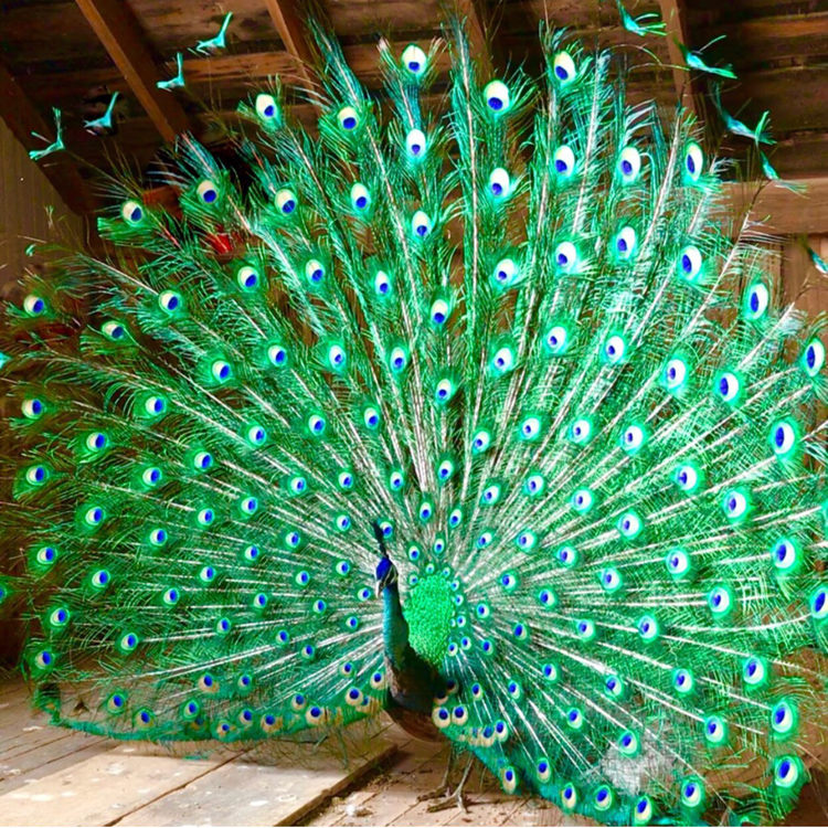 Raising Peafowl in a Northern Climate - February/March 2019 Photo Essay ...